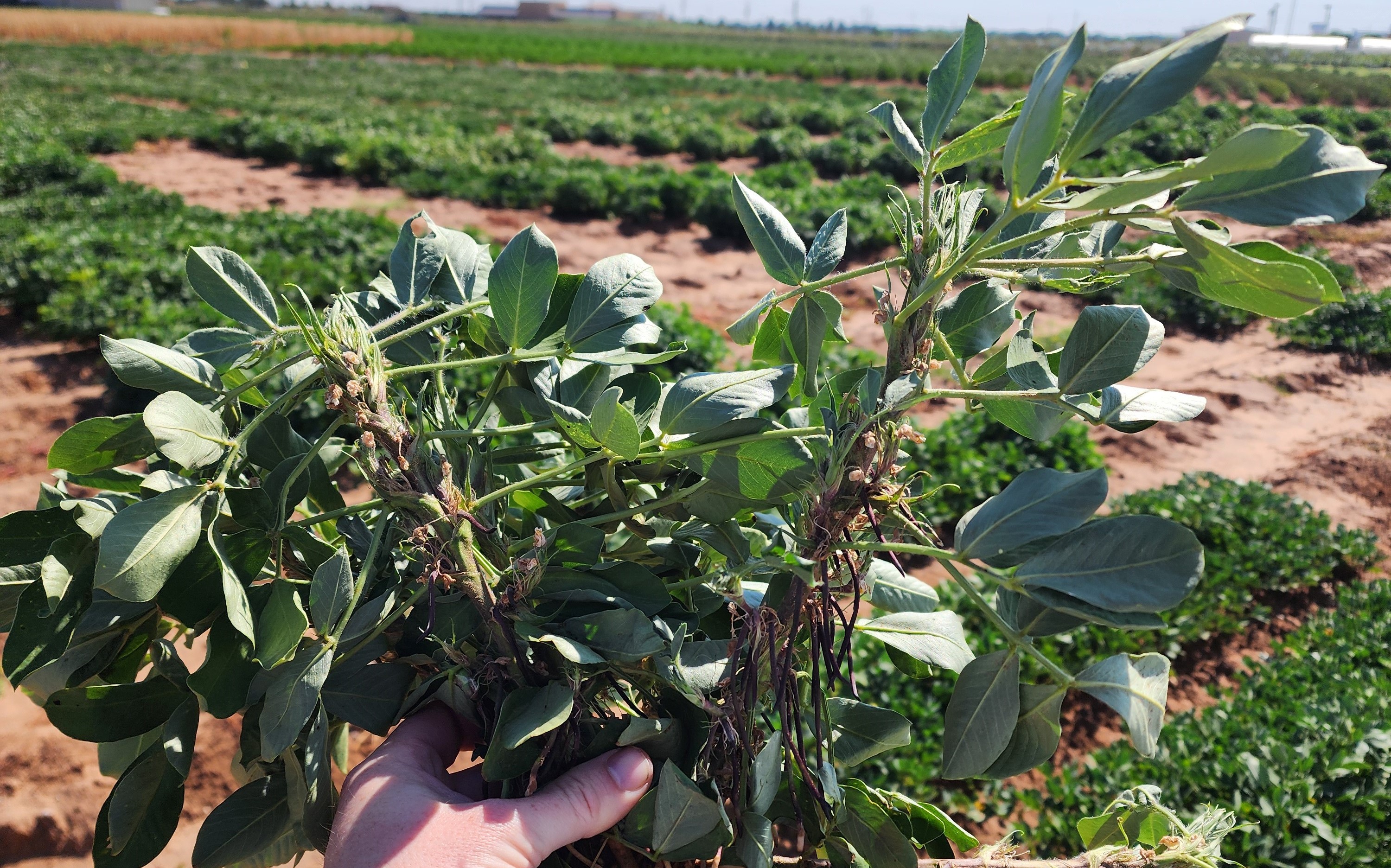 Yield prediction in a peanut breeding program using remote sensing data ...